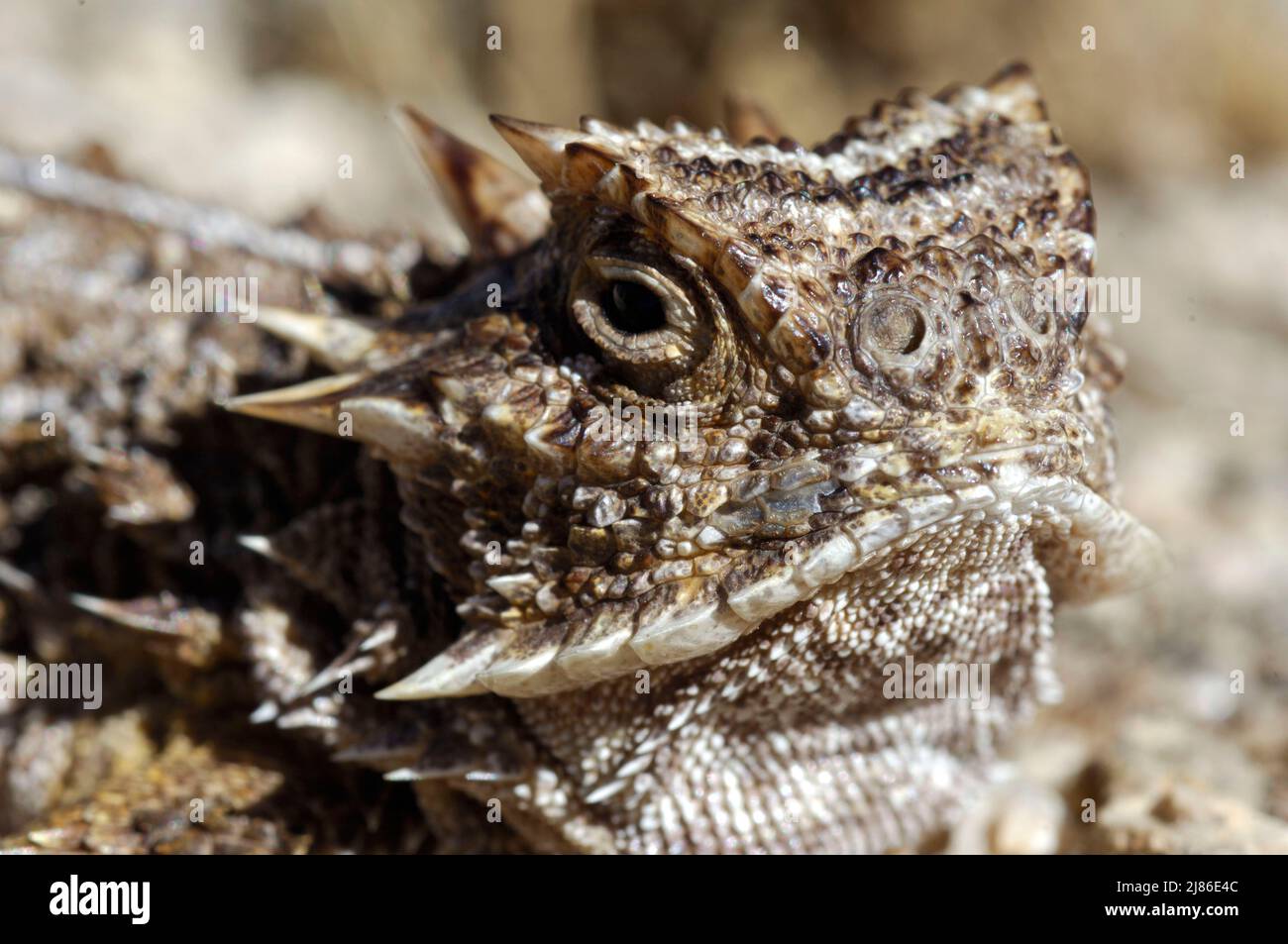 Types Of Horned Lizards In Texas