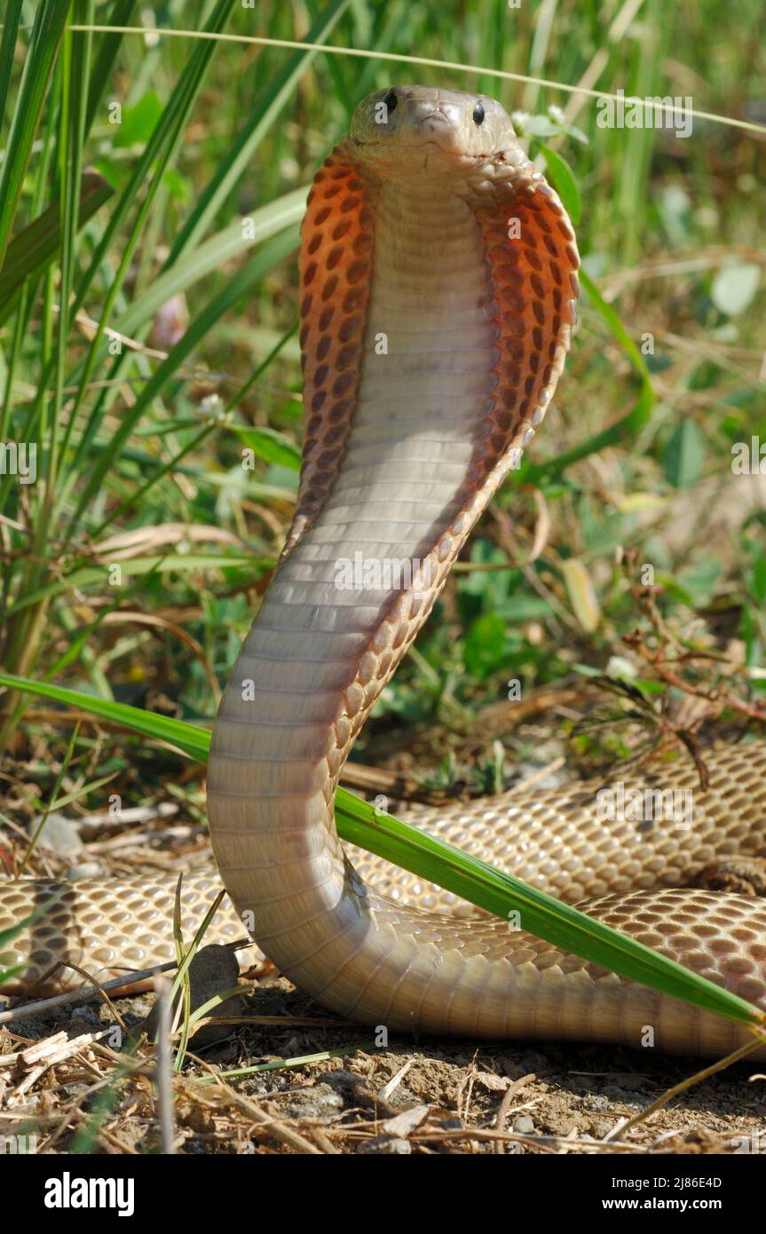 Philippine cobra naja philippinensis hi-res stock photography and ...