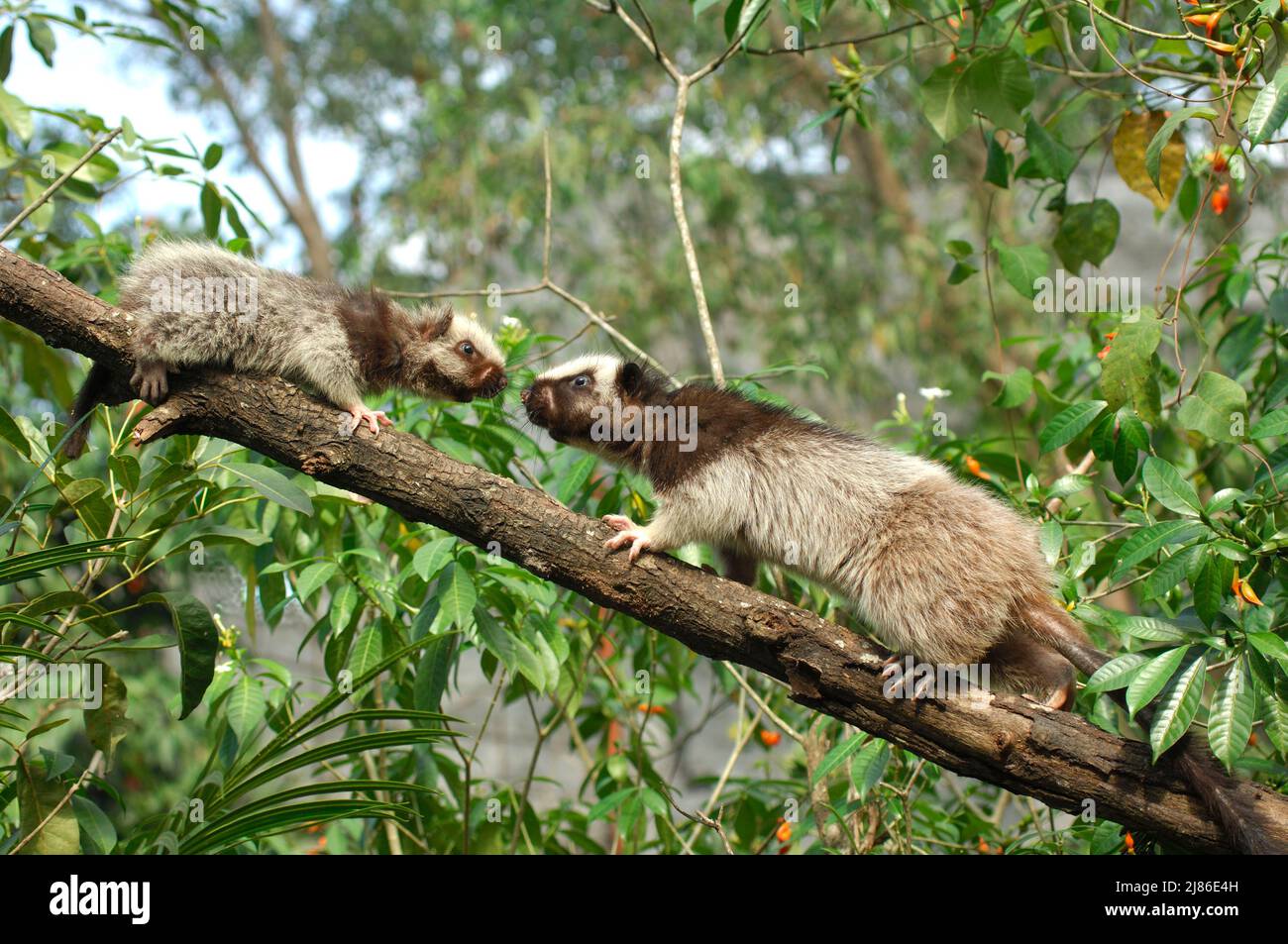 Northern luzon giant cloud rat (Phloeomys pallidus) with juvenile, from ...