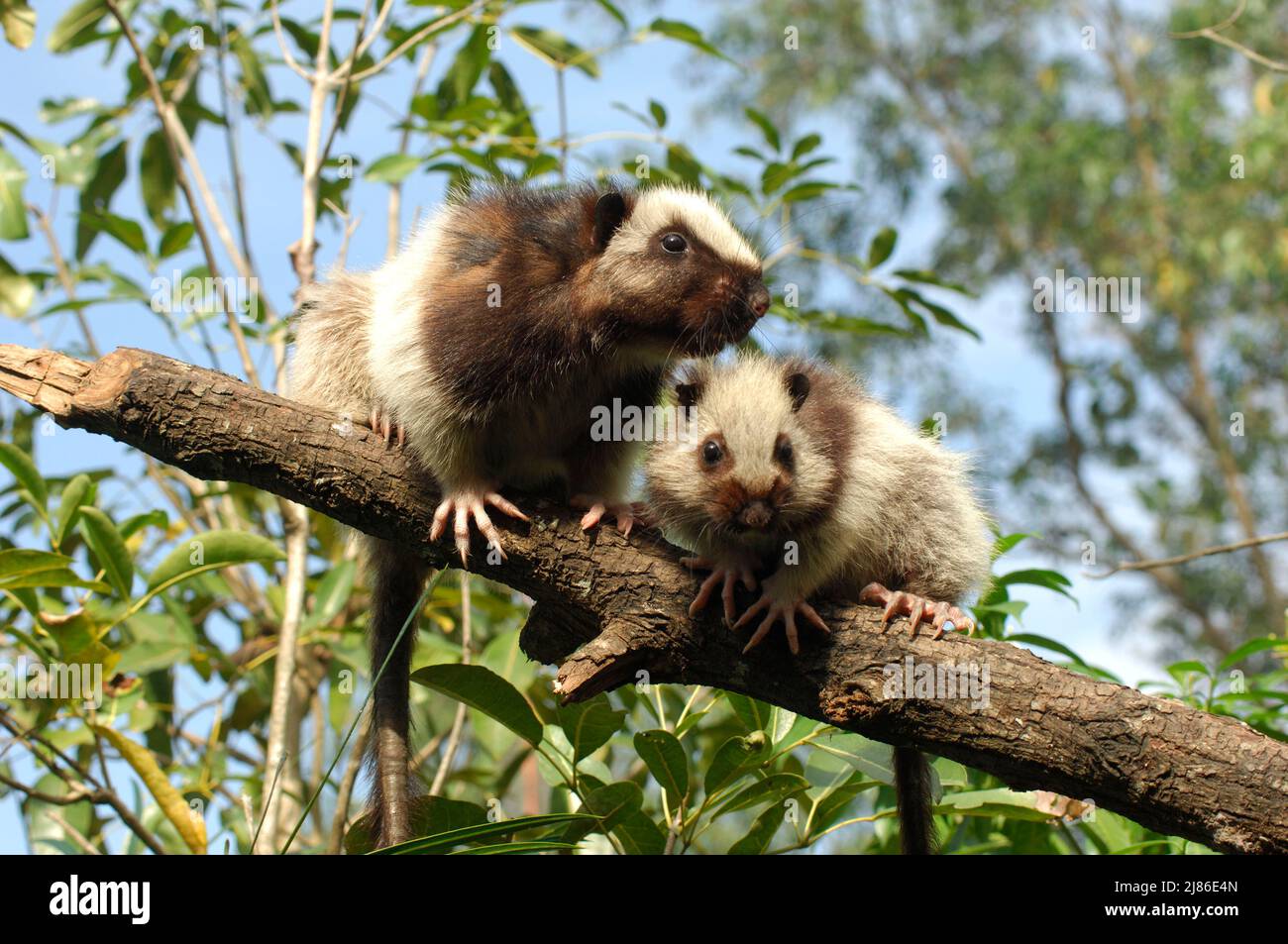 Northern luzon giant cloud rat (Phloeomys pallidus) with juvenile, from ...