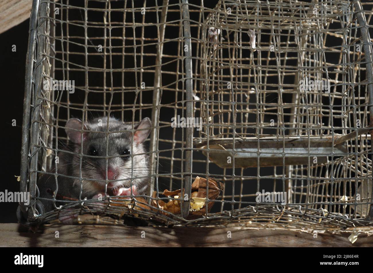Fat dormouse in a trap Poitou France Stock Photo - Alamy