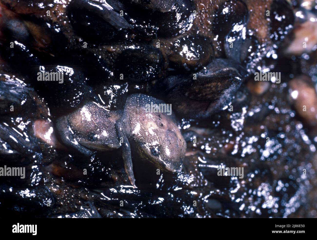 Surinam Toad hatching Stock Photo - Alamy