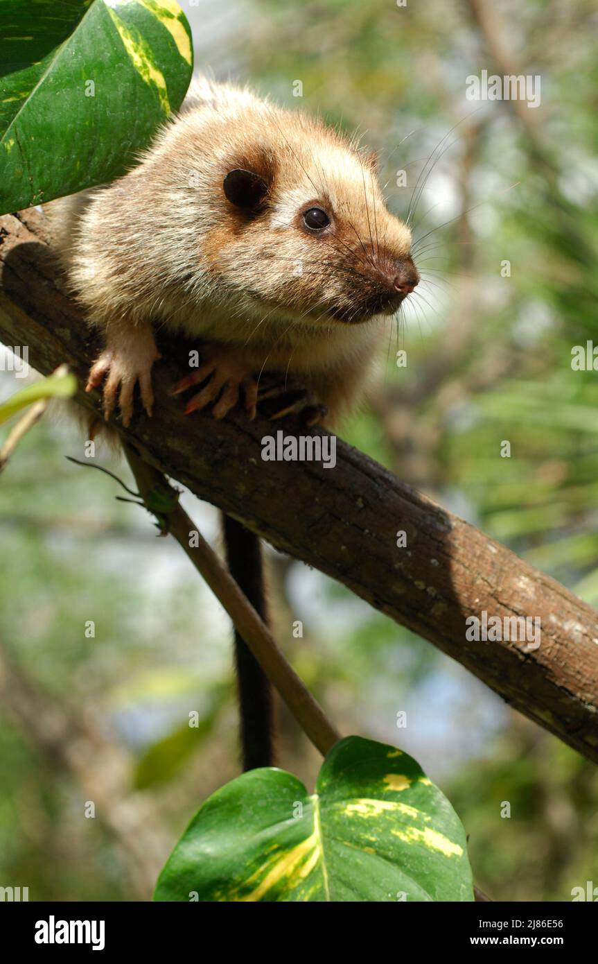 Northern Luzon giant cloud rat (Phloeomys pallidus), Luzon, Philippines ...
