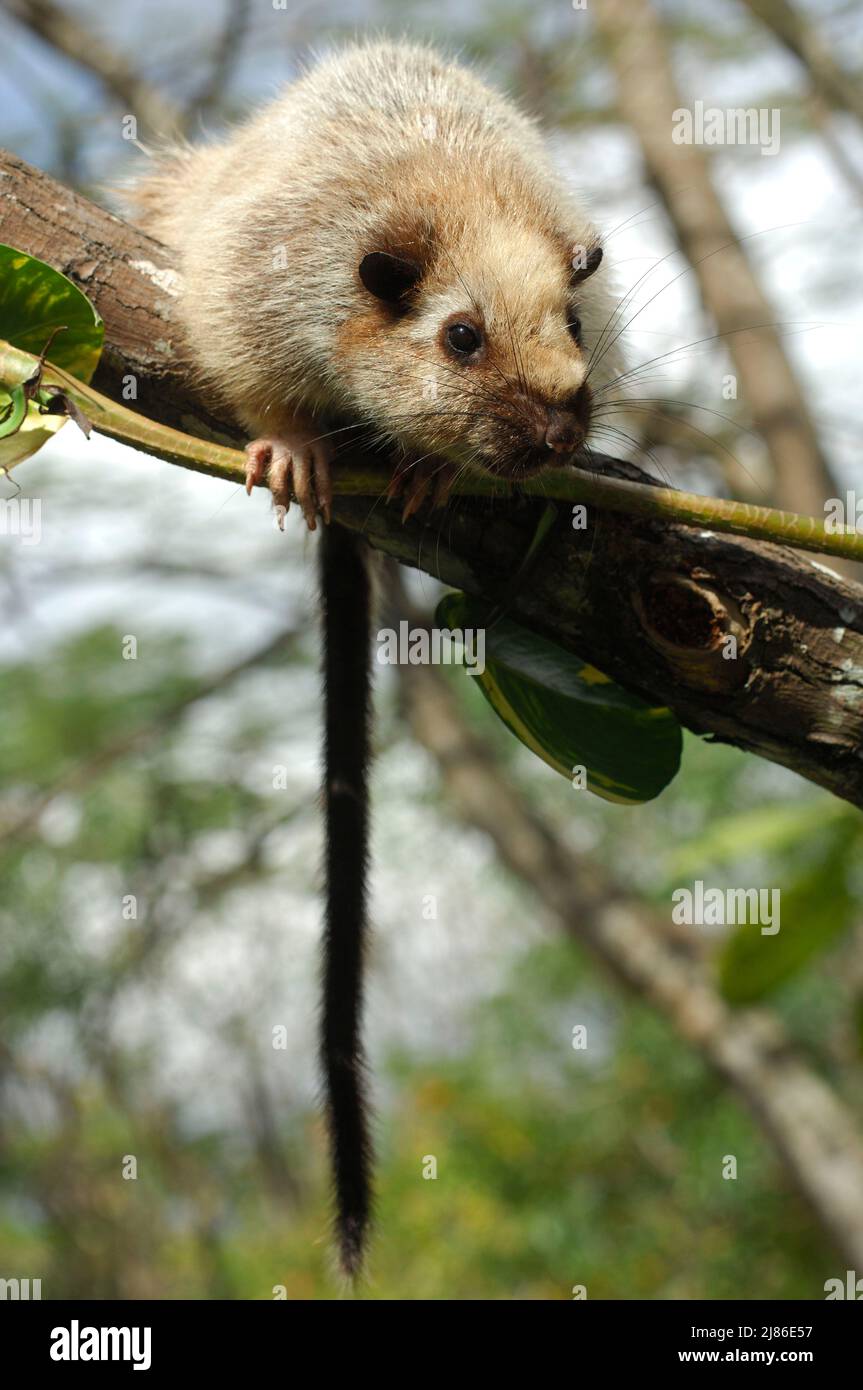 Northern Luzon giant cloud rat (Phloeomys pallidus), Luzon, Philippines ...