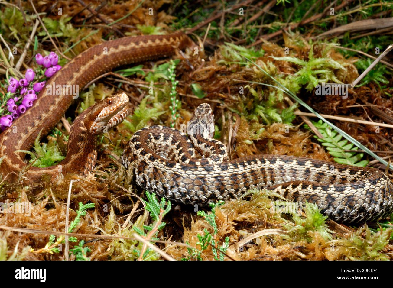 Baskian viper Iberian cross adder nearly Behobie France Stock Photo - Alamy