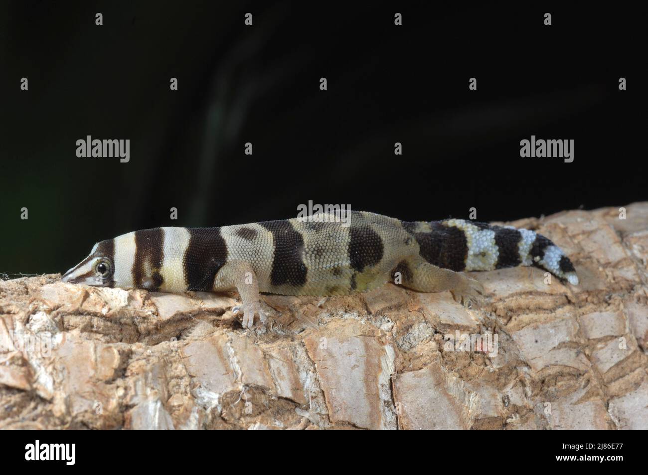 Barbour's Least Gecko Cuba Stock Photo - Alamy