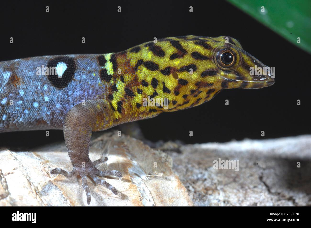 Eyespot Gecko or Ocellated Gecko Trinidad Stock Photo - Alamy