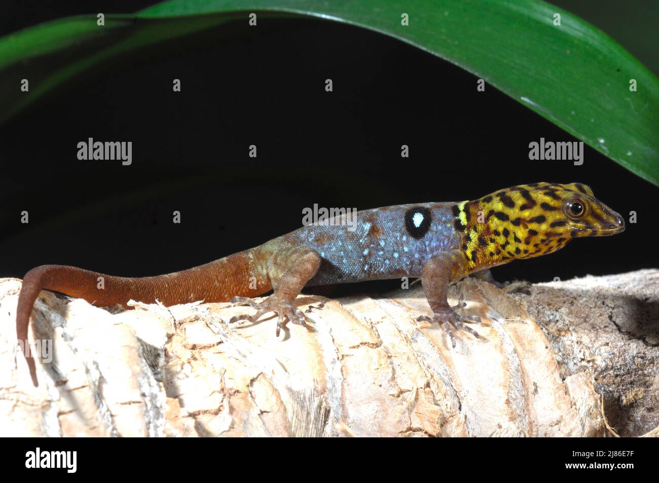 Eyespot Gecko or Ocellated Gecko Trinidad Stock Photo - Alamy