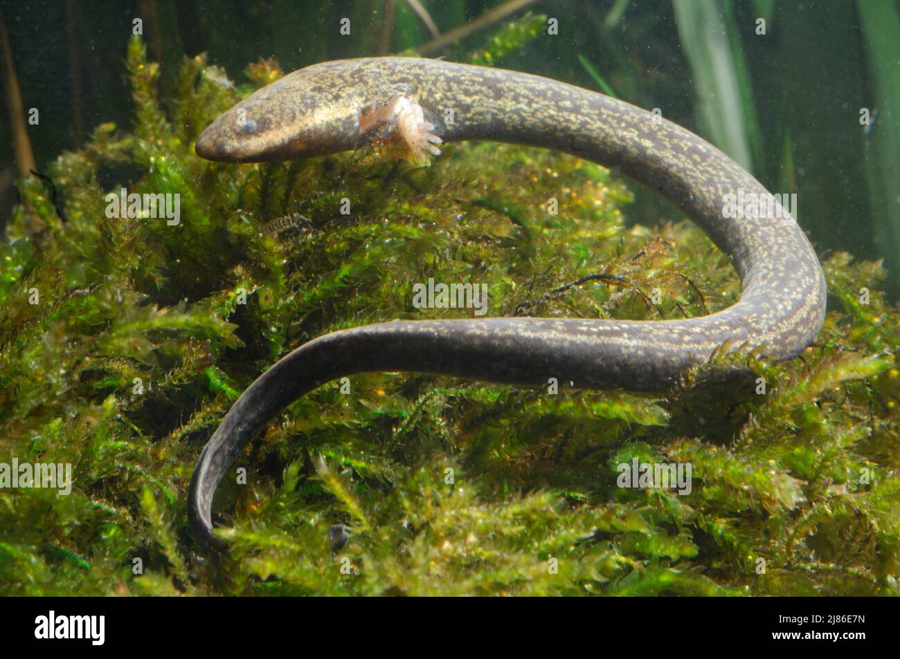 Lesser siren South east of the USA Stock Photo - Alamy