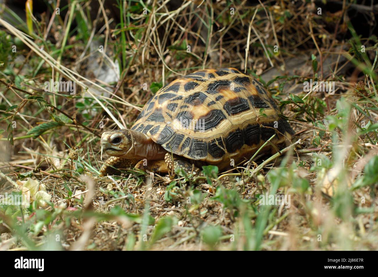 Spider tortoise South Madagascar Stock Photo - Alamy