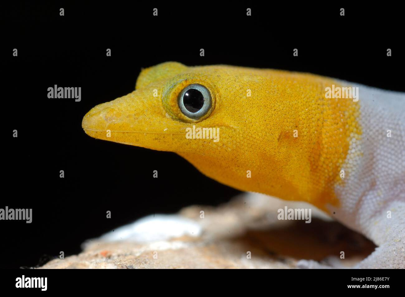 Barbour's Least Gecko Cuba Stock Photo - Alamy