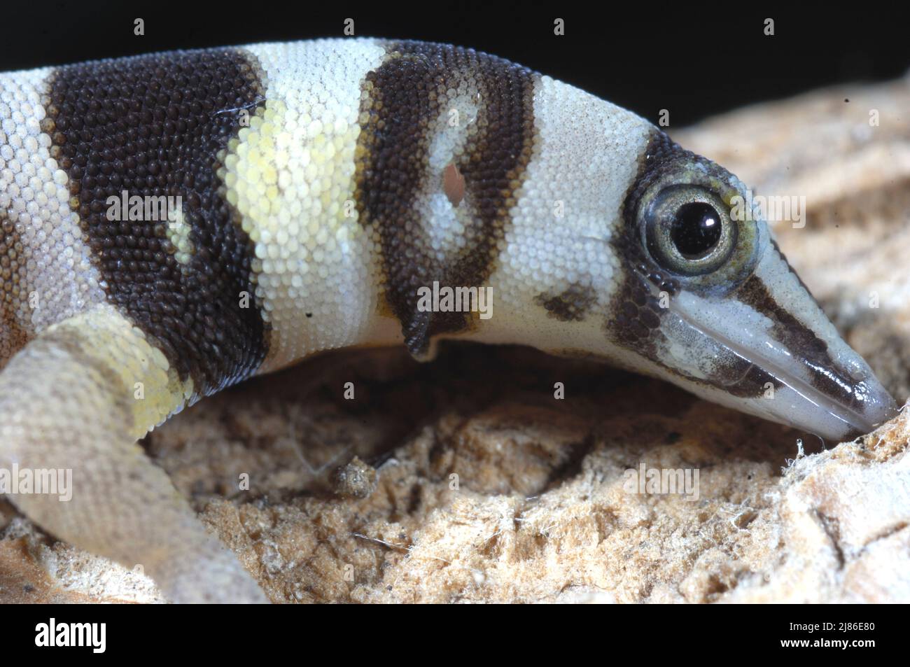 Barbour's Least Gecko Cuba Stock Photo - Alamy