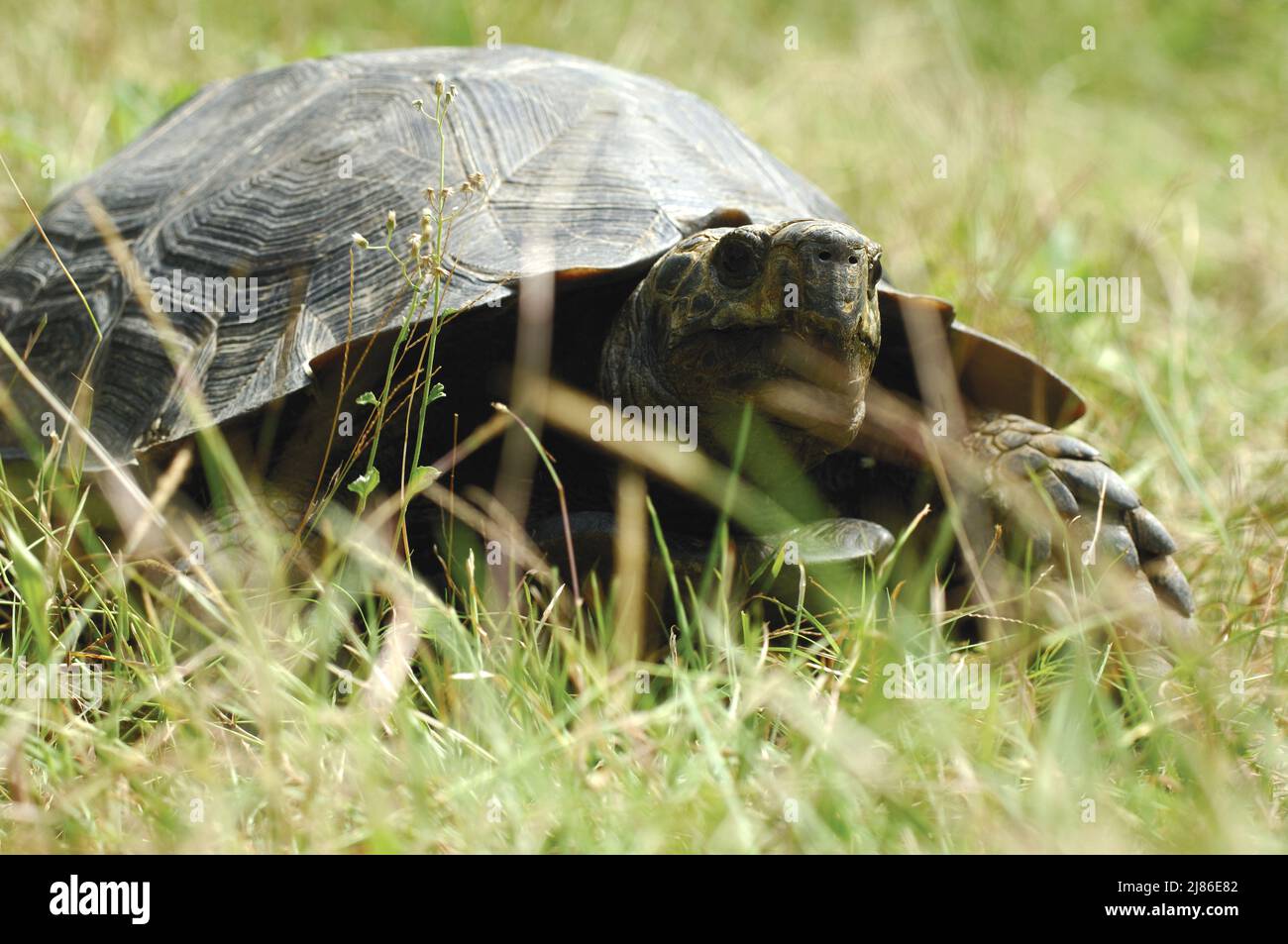 Asian forest Turtle South east Asia Stock Photo - Alamy
