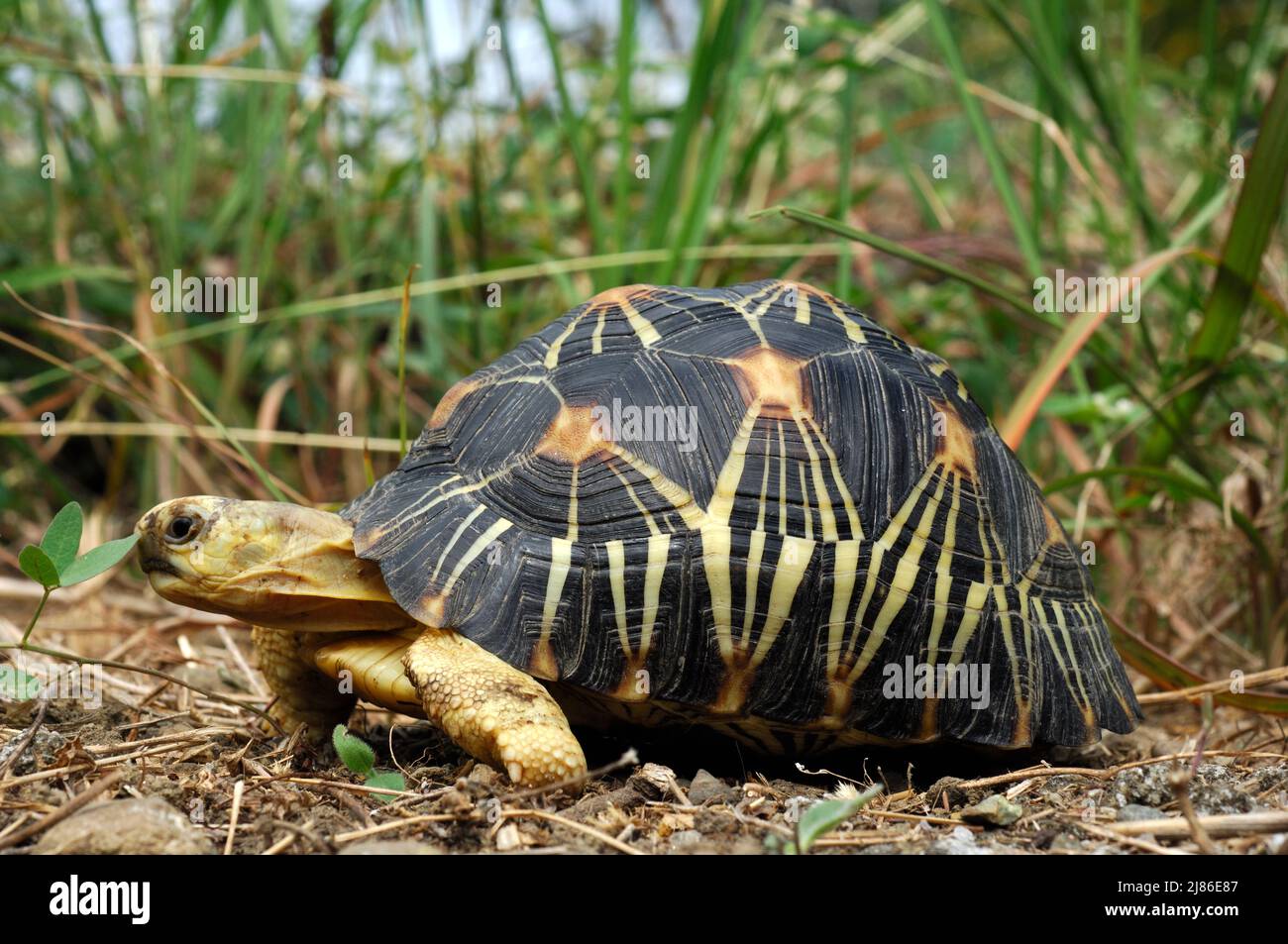 Radiated tortoise South Madagascar Stock Photo - Alamy