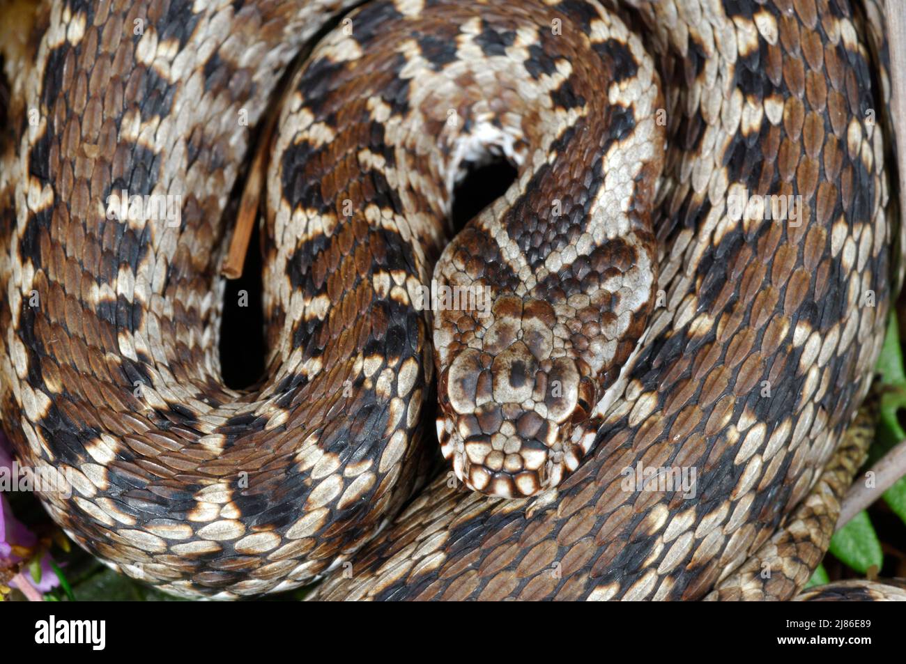 Baskian viper Iberian cross adder nearly Behobie France Stock Photo - Alamy
