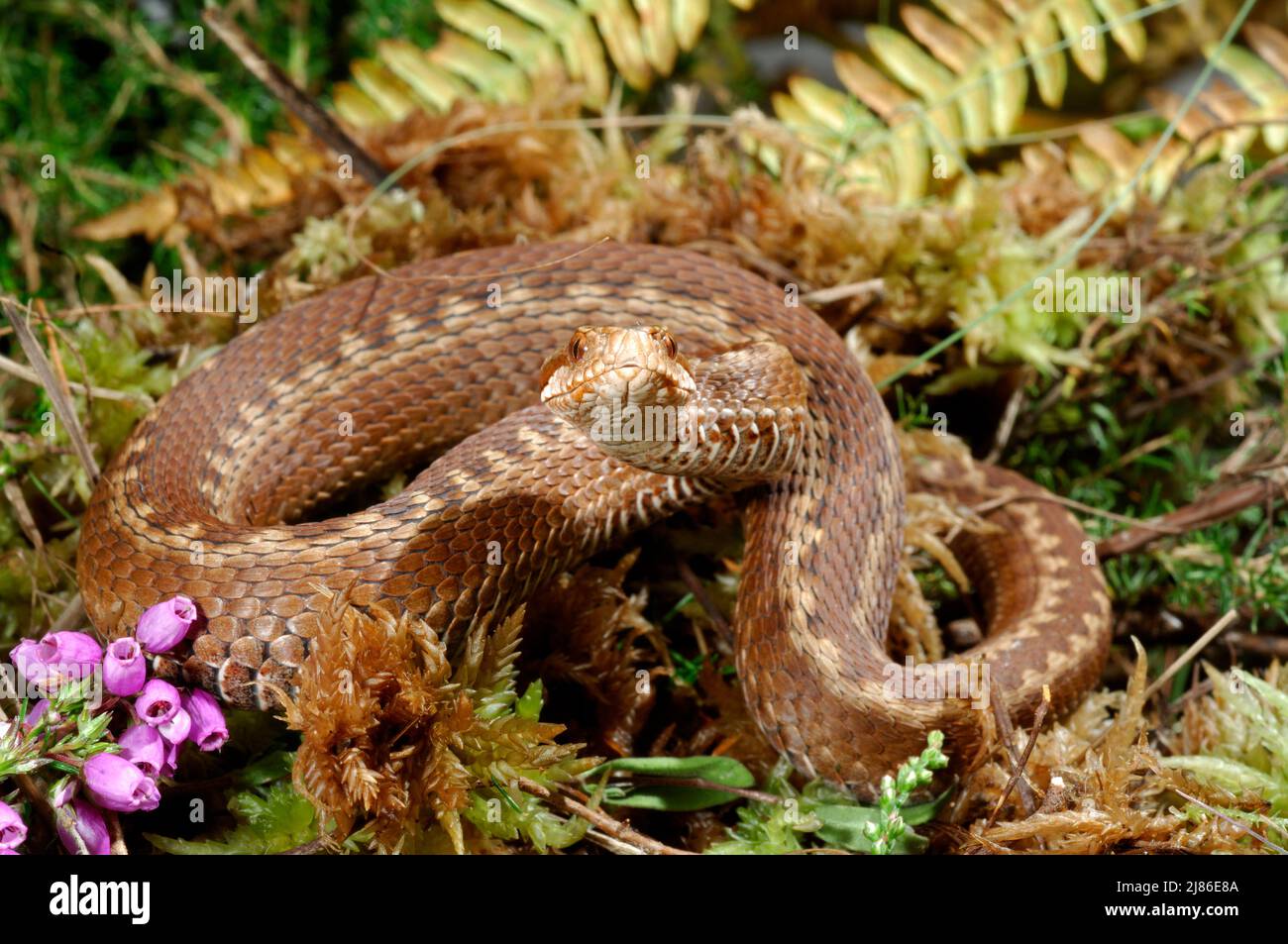 Baskian viper Iberian cross adder nearly Behobie France Stock Photo - Alamy