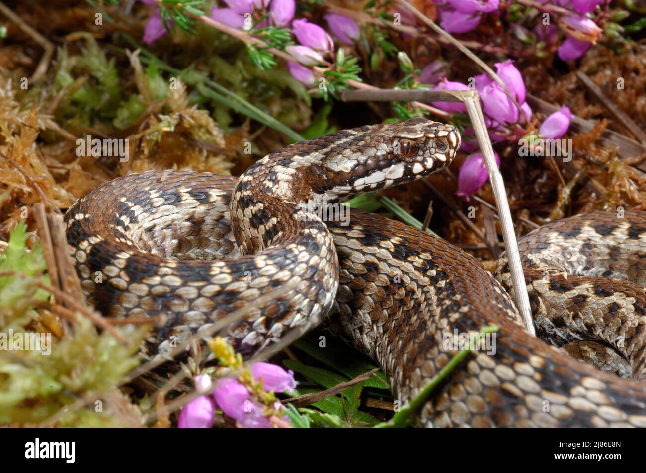 Baskian viper Iberian cross adder nearly Behobie France Stock Photo - Alamy