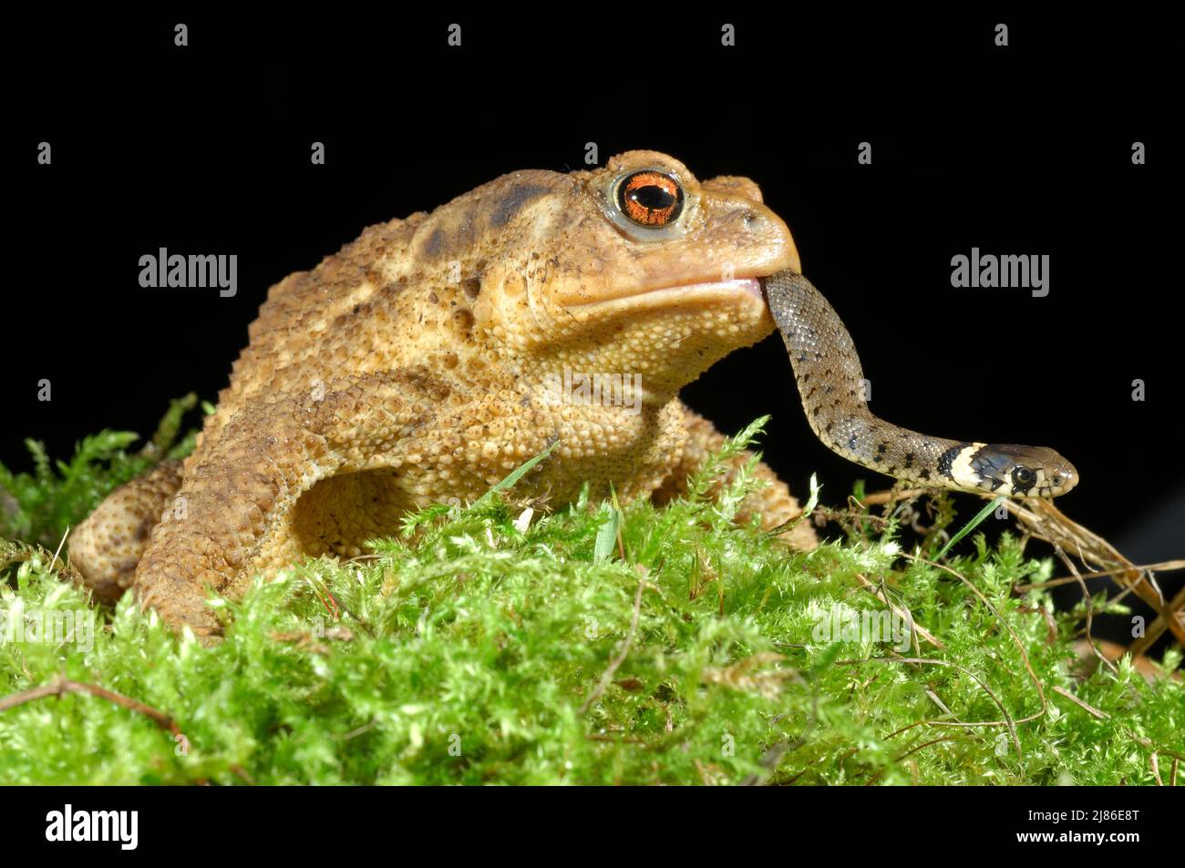 Common toad eating a young grass snake France Stock Photo - Alamy