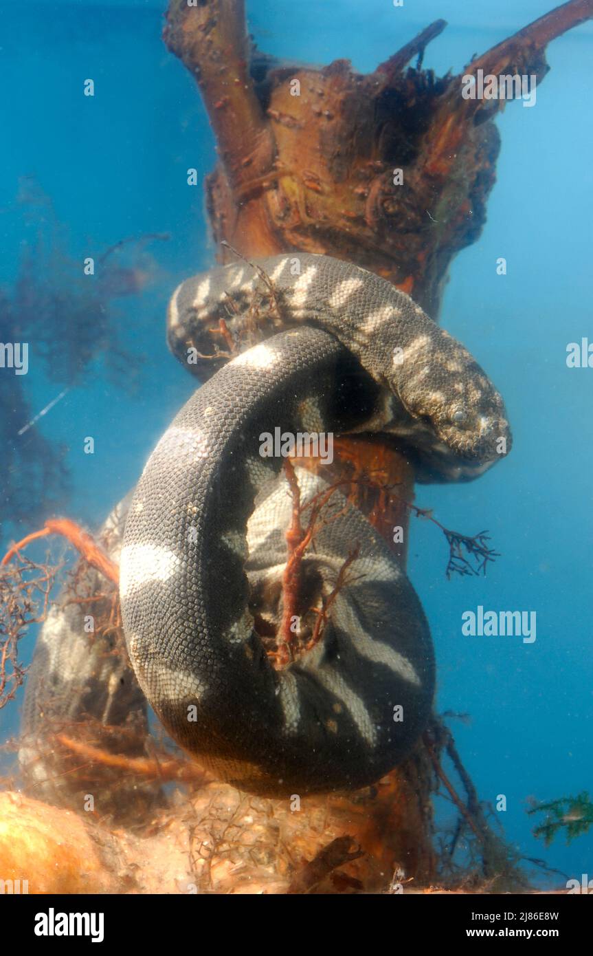Acrochorde granulated Luzon Philippines Stock Photo - Alamy