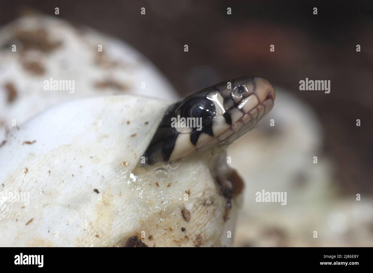 Hatching grass snake Poitou France Stock Photo - Alamy