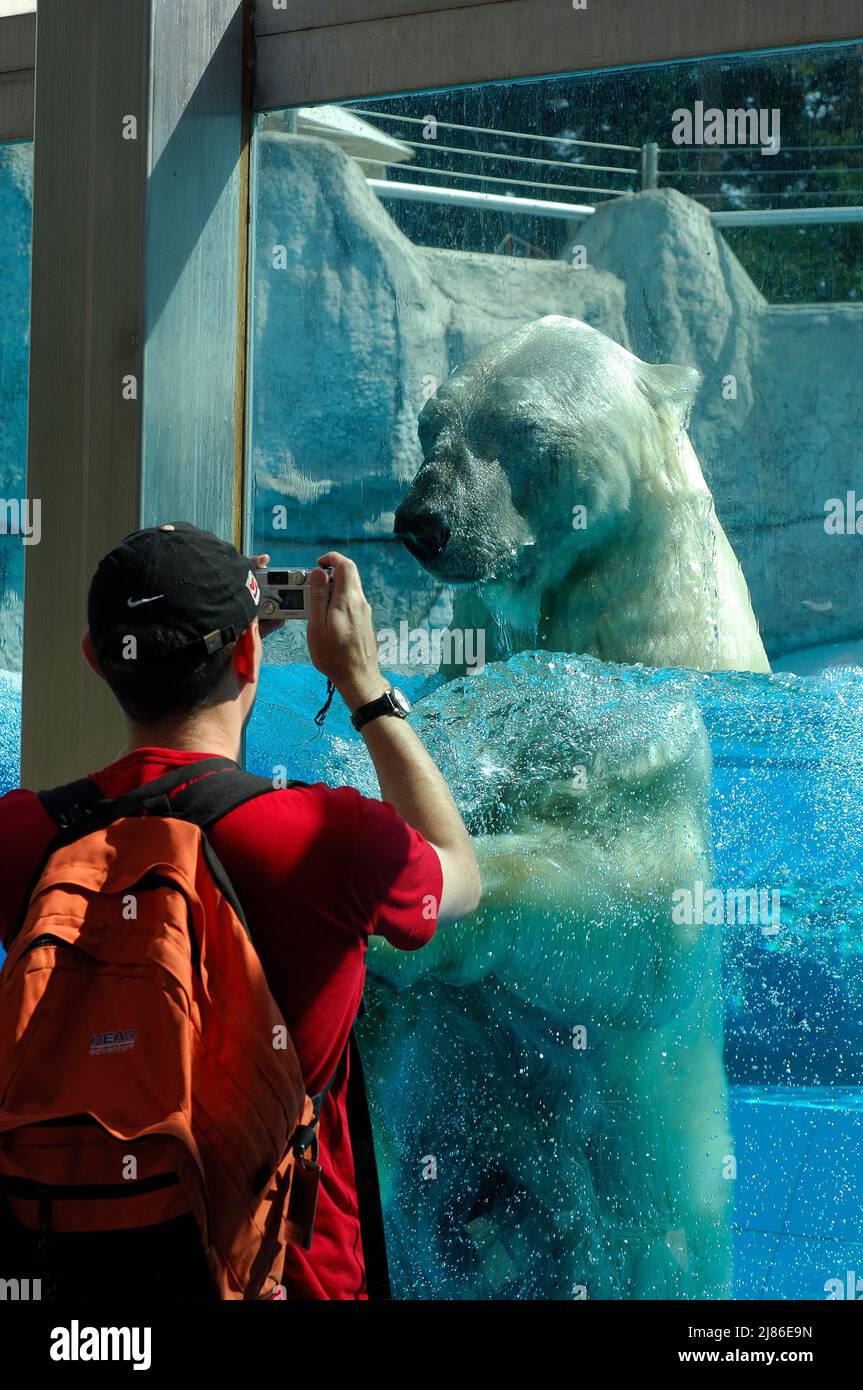 Polar bear in zoo Stock Photo - Alamy