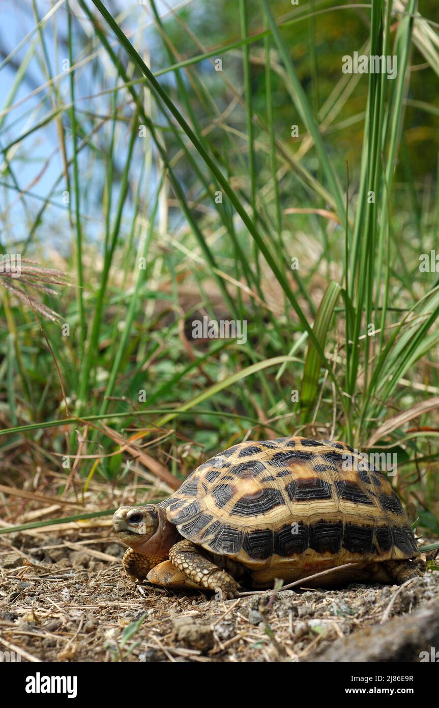 Turtle spider southern Madagascar Stock Photo - Alamy