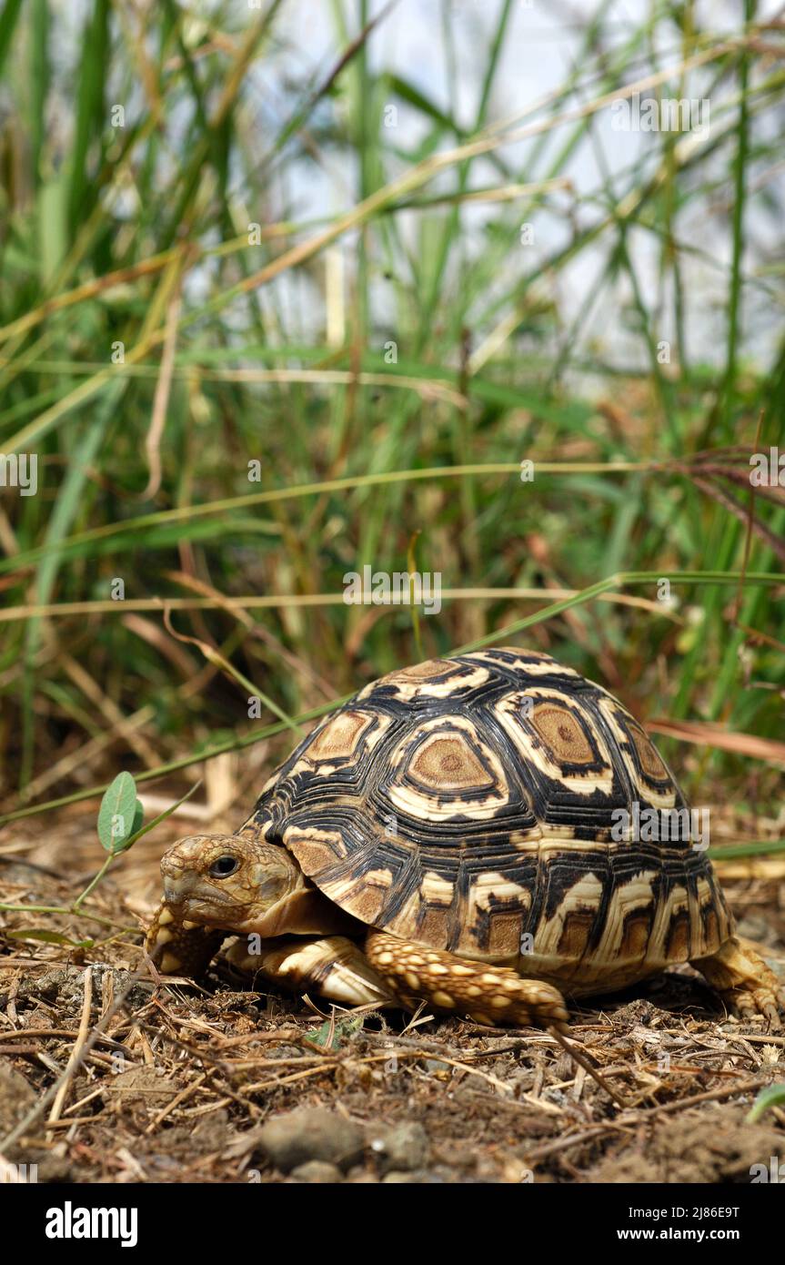 Leopard tortoise East Africa Stock Photo - Alamy
