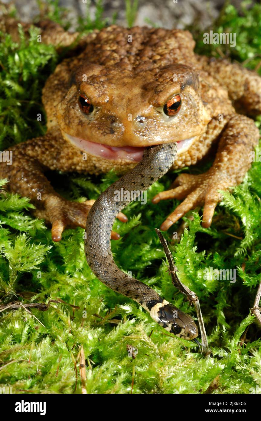 Common toad eating a snake necklace France Stock Photo - Alamy
