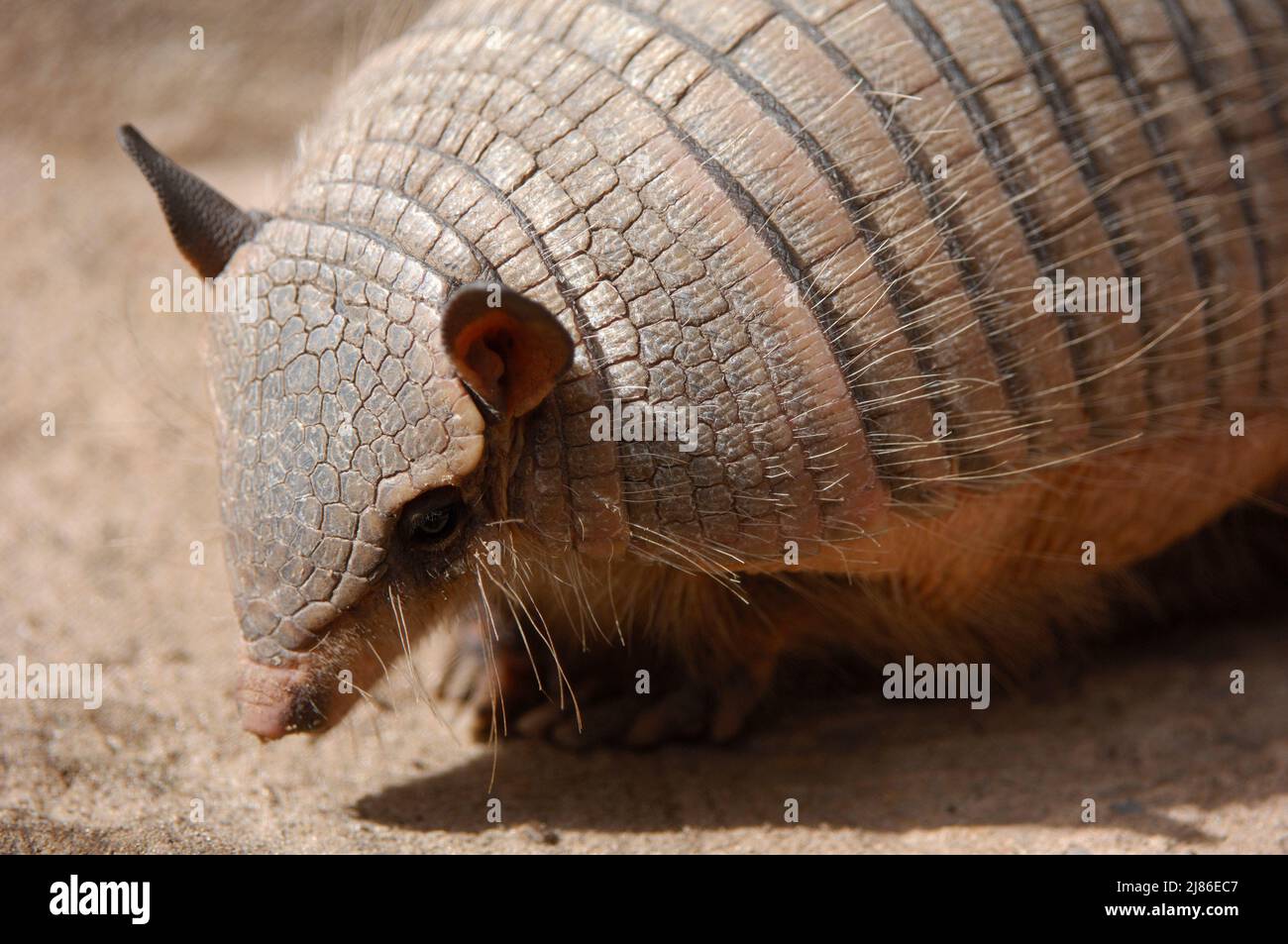 Yellow armadillo hi-res stock photography and images - Alamy