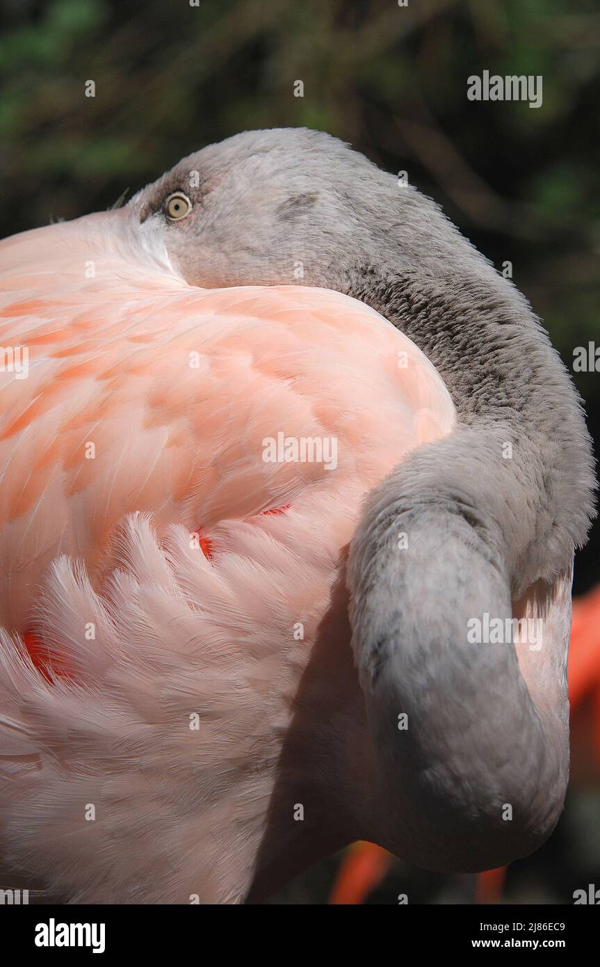 Two tone grey livery hi-res stock photography and images - Alamy