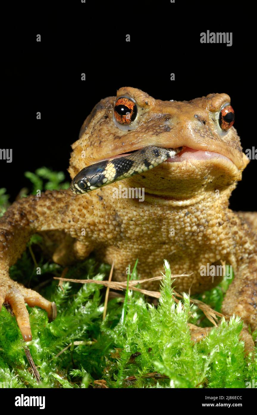 Common toad eating a snake necklace France Stock Photo - Alamy