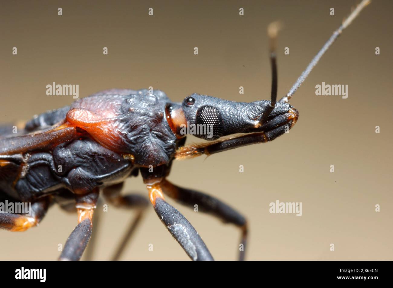 Nymphe of Vinchuca vector of Chagas disease Bolivia Stock Photo - Alamy
