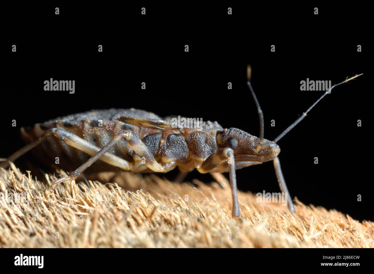 Nymphe of Vinchuca vector of Chagas disease Bolivia Stock Photo - Alamy