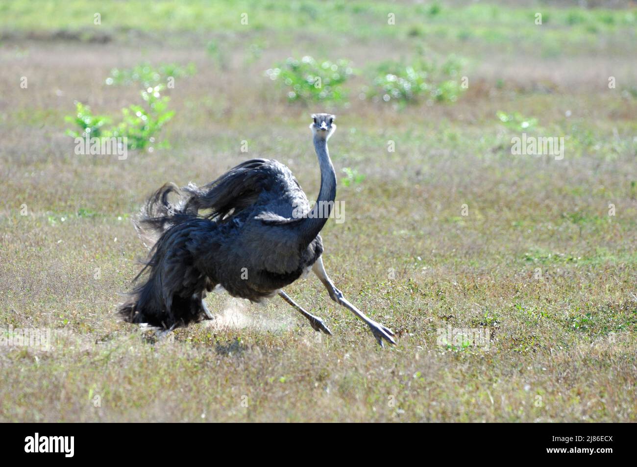 Greater rhea rhea americana rheidae hi-res stock photography and images ...