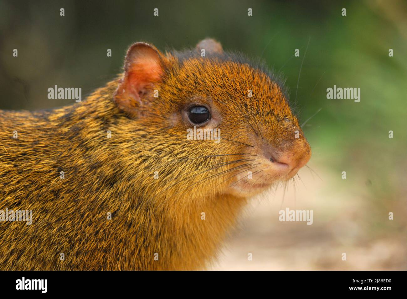Azaras agouti dasyprocta azarae hi-res stock photography and images - Alamy