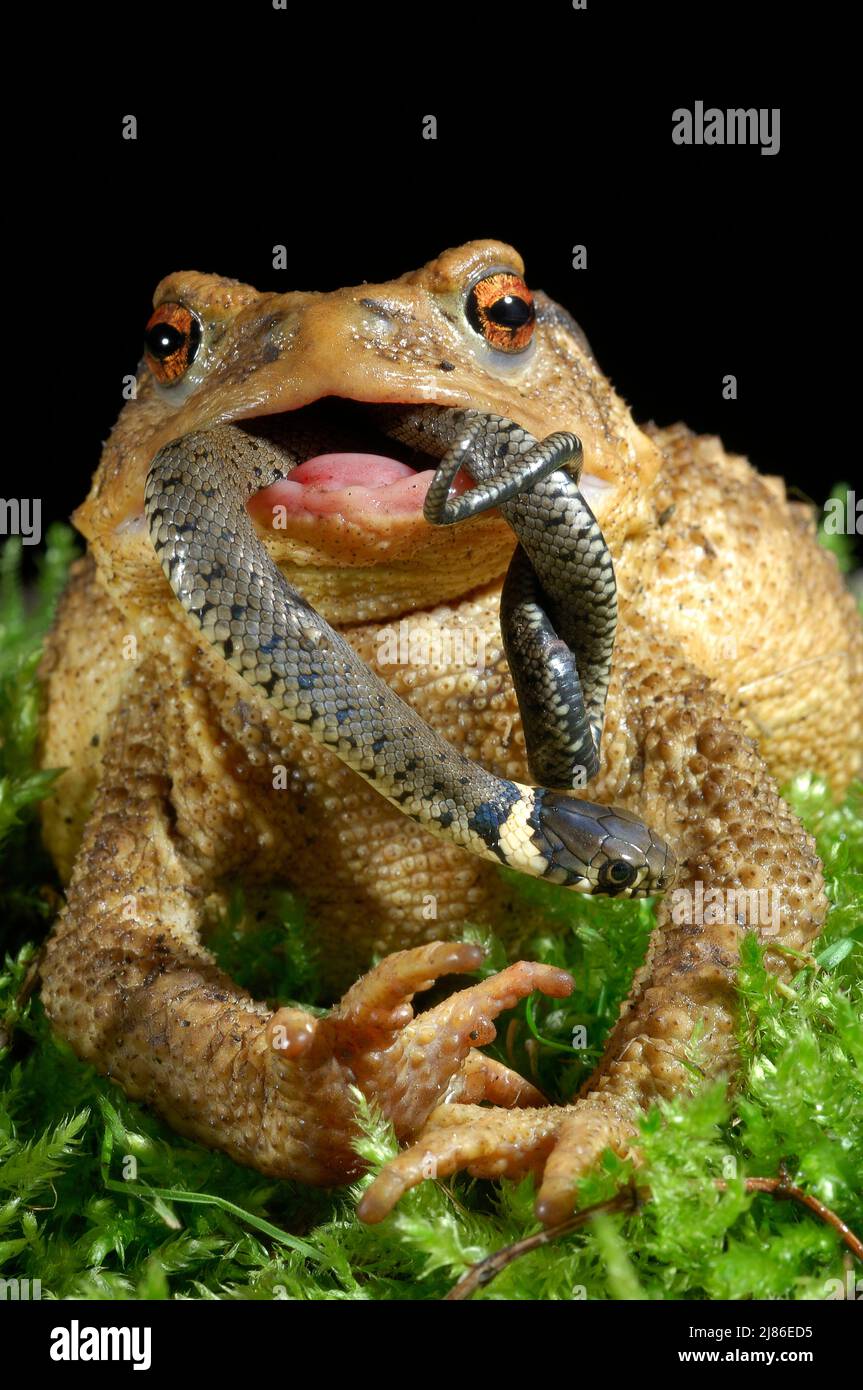 Common toad eating a snake necklace France Stock Photo - Alamy