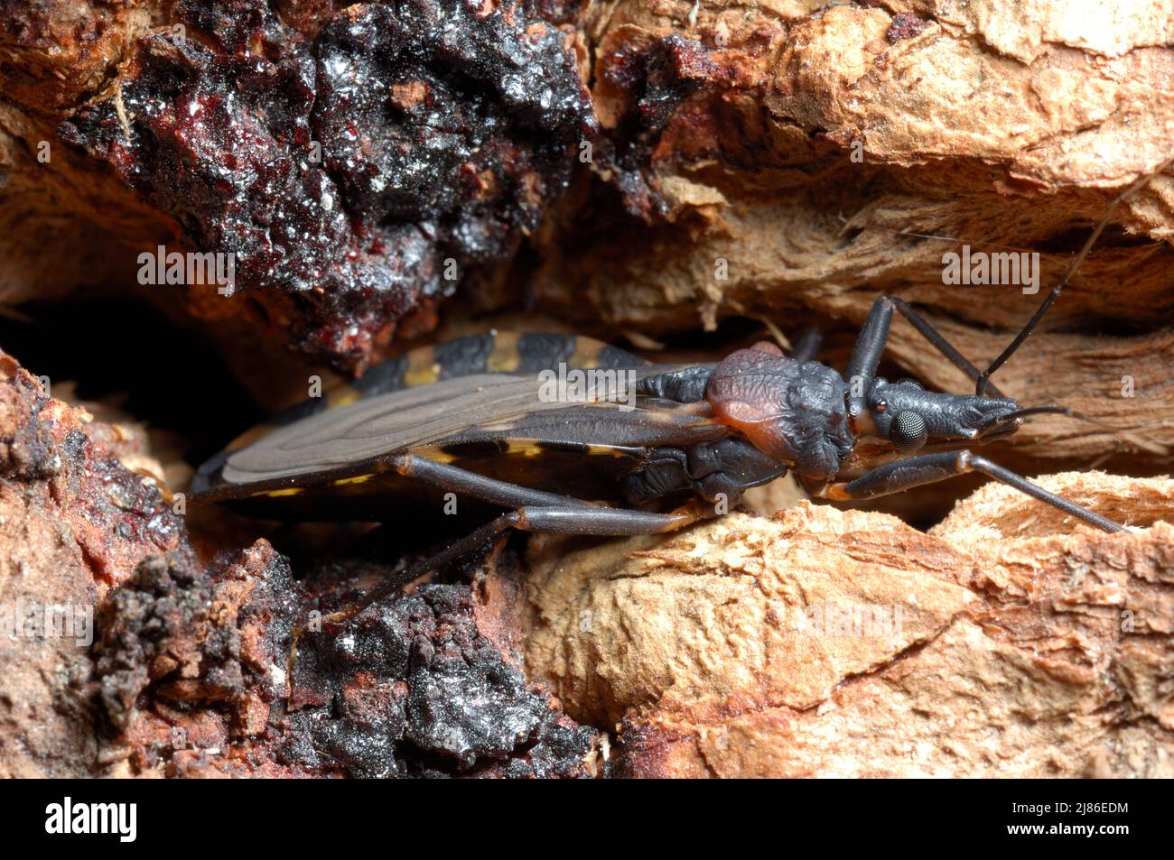 Nymphe of Vinchuca vector of Chagas disease Bolivia Stock Photo - Alamy