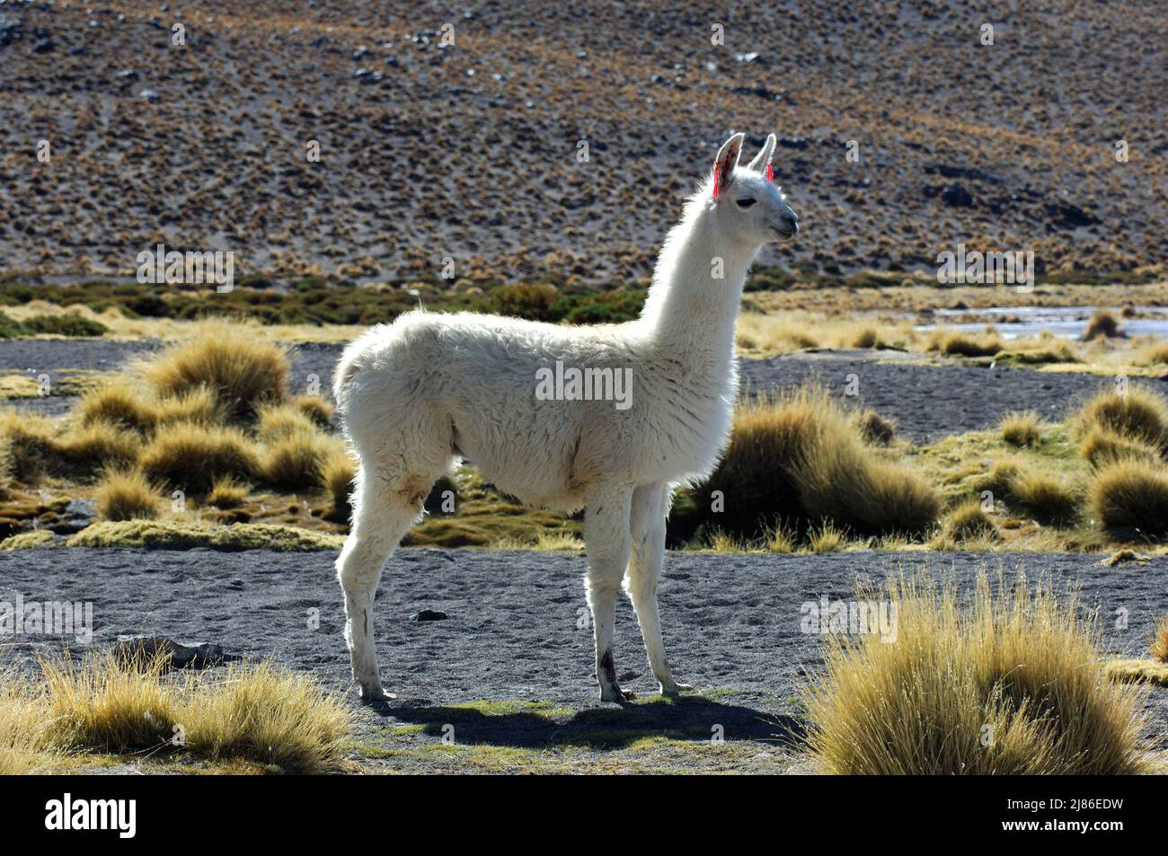 Lama in the PN Eduardo Abaroa south west of Bolivia Stock Photo - Alamy