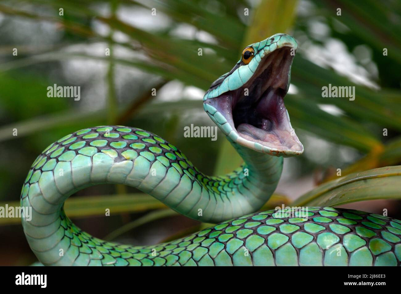 Green tree snake Bolivia Stock Photo - Alamy