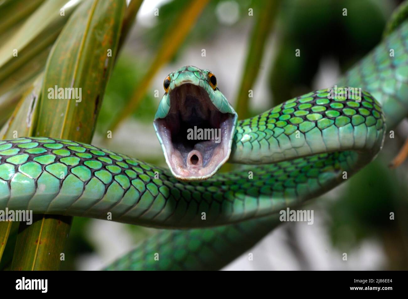 Green tree snake Bolivia Stock Photo - Alamy