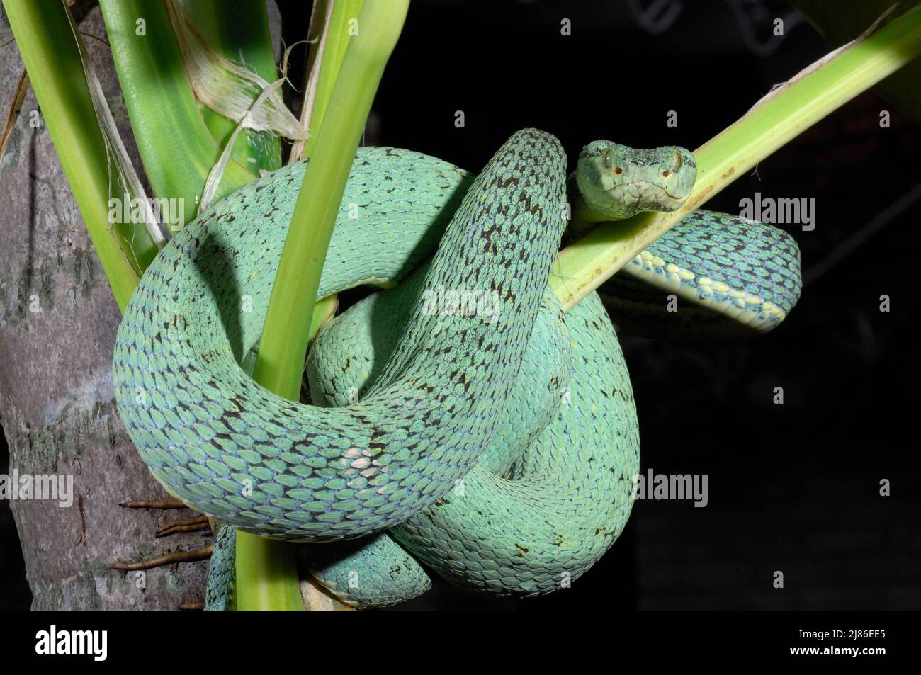 Two-stripped forest pit-viper Bolivia Stock Photo - Alamy