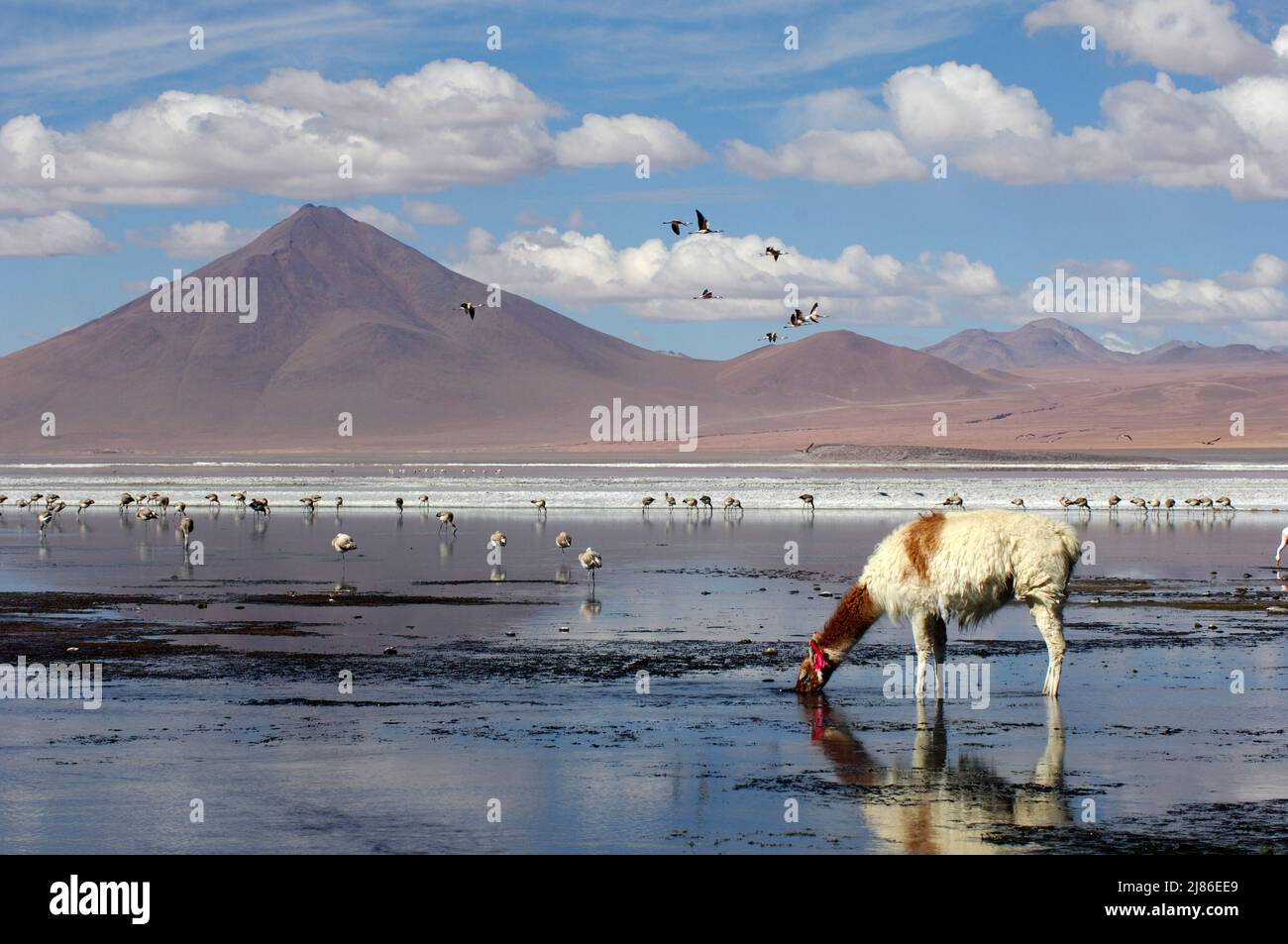 Lama drinking in the Laguna Colorada Bolivia ; Natural Park Eduardo ...