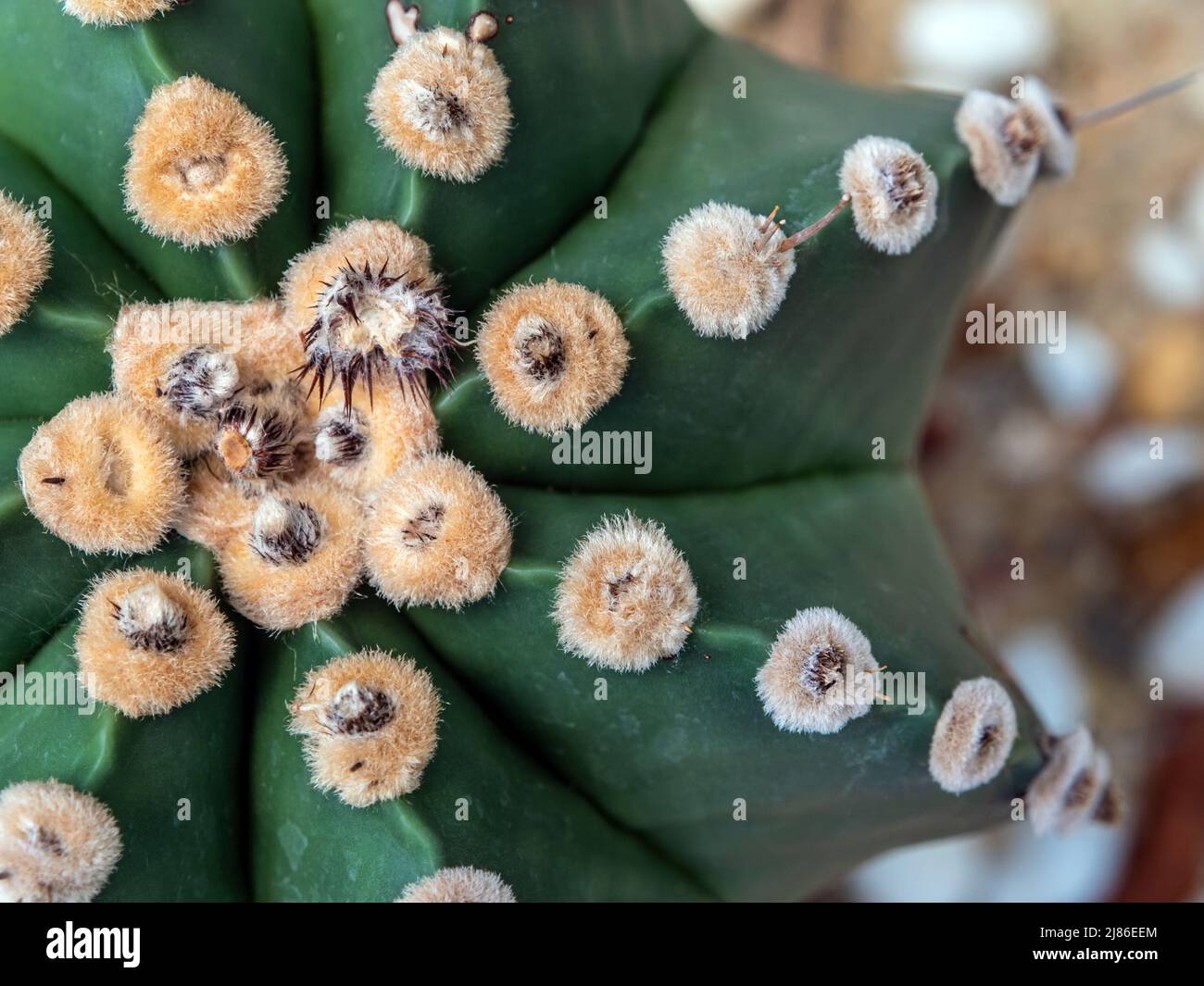 Cactus succulent plant close-up, fluffy tufts and thorn on the lobe of ...