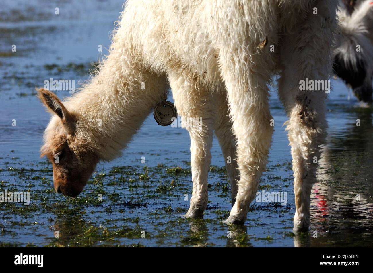 Lama drinking PN Eduardo Abaroa south west of Bolivia Stock Photo - Alamy