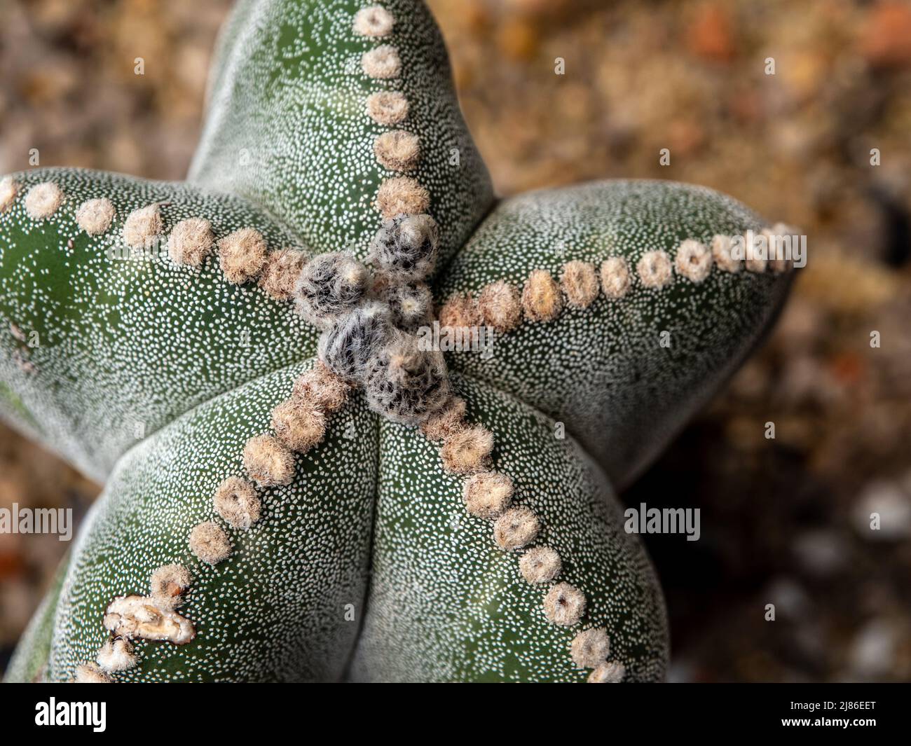 Cactus succulent plant close-up, fluffy tufts and white dot on the lobe ...