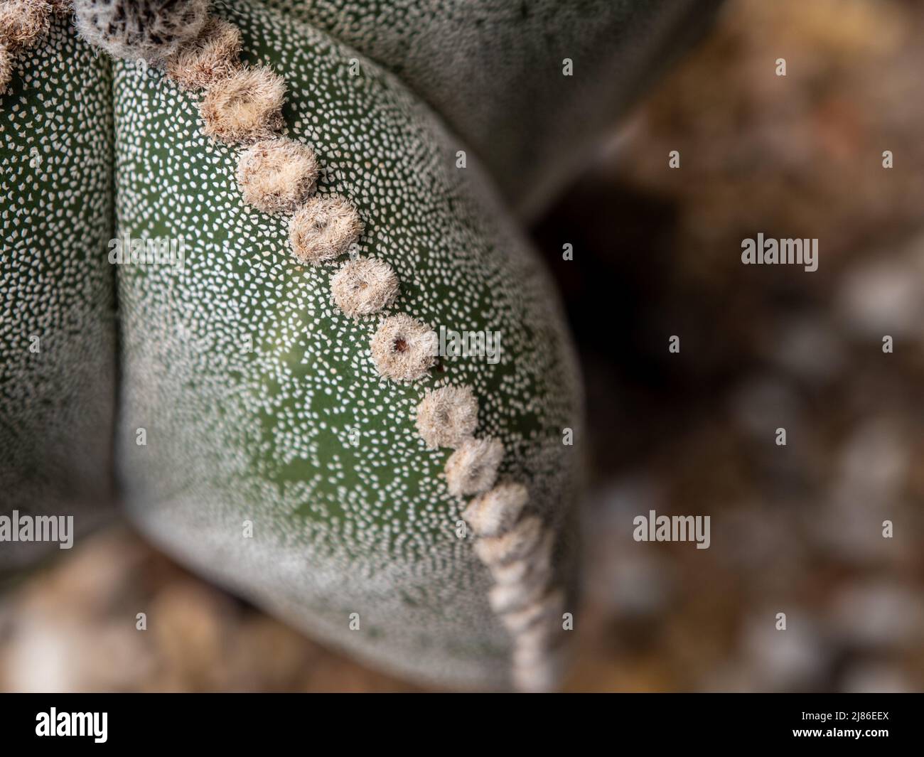 Cactus succulent plant close-up, fluffy tufts and white dot on the lobe ...