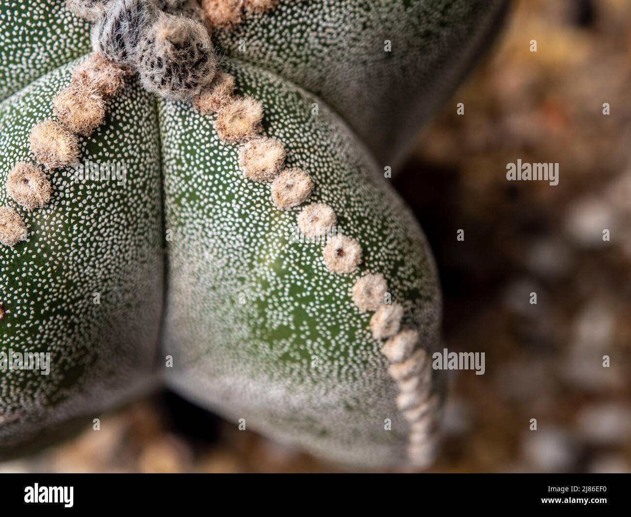 Cactus succulent plant close-up, fluffy tufts and white dot on the lobe ...