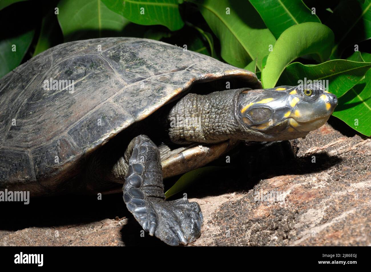 Yellow-spotted river turtle Bolivia Stock Photo - Alamy