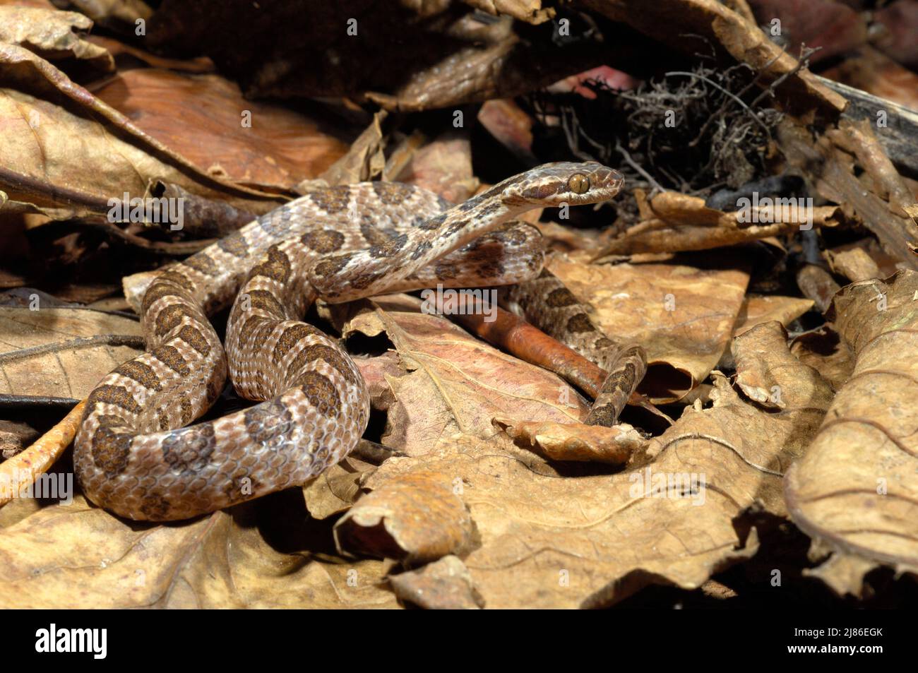 Banded cat-eyed snake Bolivia Stock Photo - Alamy