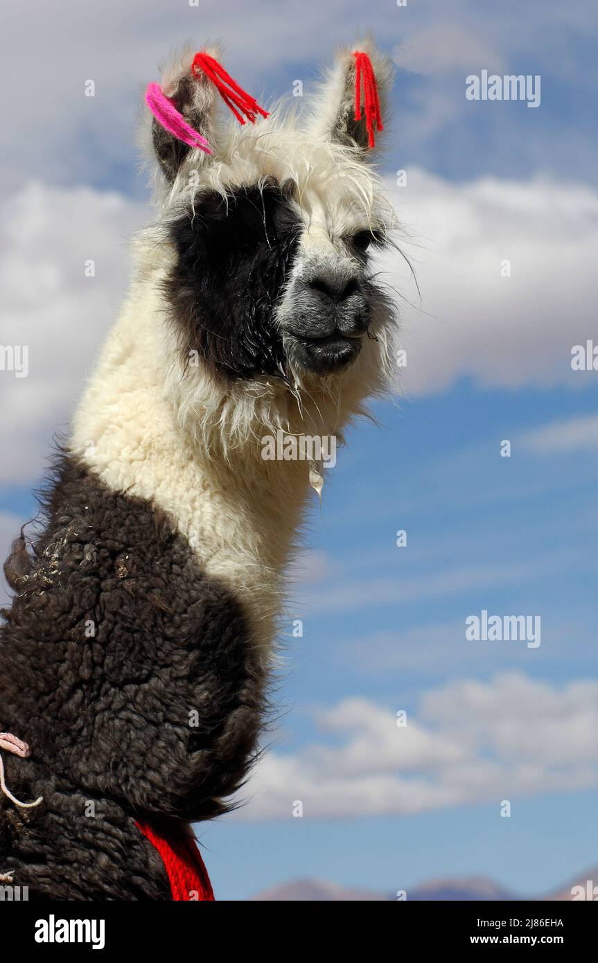 Lama Laguna colorada RN Eduardo Abaroa Bolivia Stock Photo - Alamy